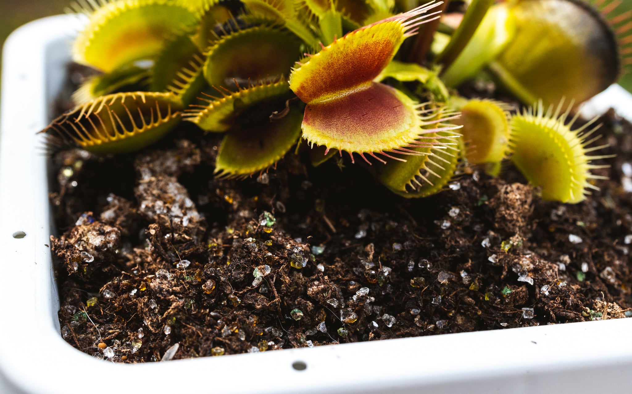 Premium Venus Flytrap Soil Mix - Sundews, Pitcher Plants & More ...
