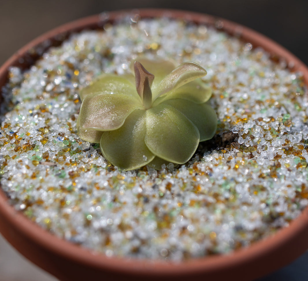 Live Plants – Carnivorous Plants Hub Store