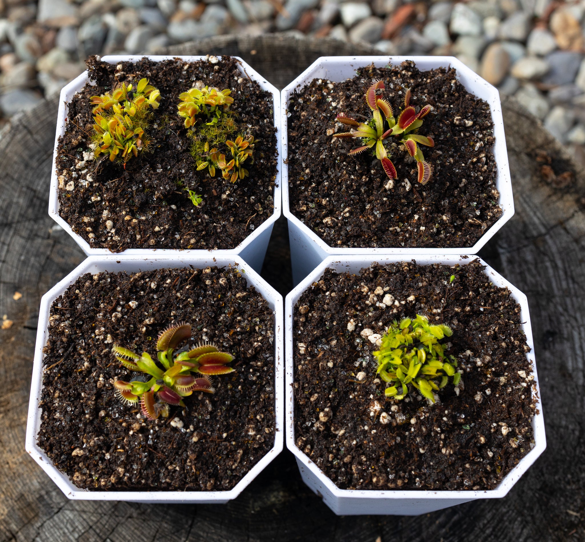 Venus Flytrap Repotting Kit - Premium Venus Flytrap Soil With Planters ...